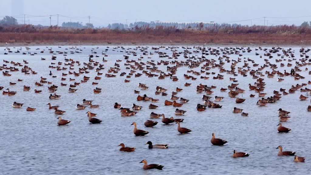 万鸟翔集！江苏连云港湿地迎来候鸟迁徙盛景-新华网
